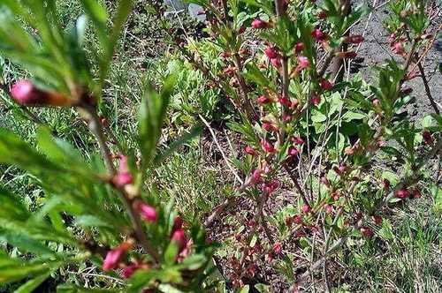 Саженцы миндаль чубушник сирень виноград девичий