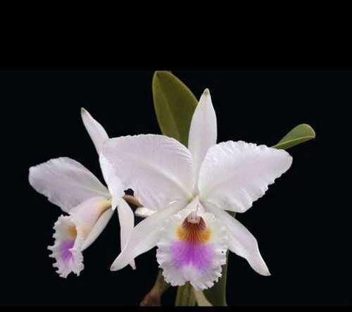 Cattleya labiata var. Semi Alba Carnea