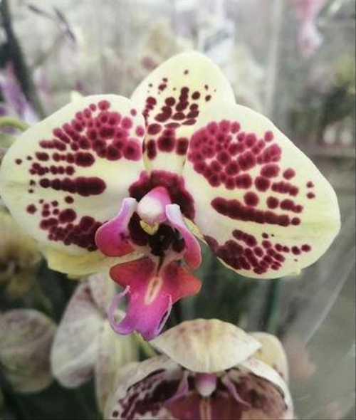 Орхидея мариола фото и описание сорта