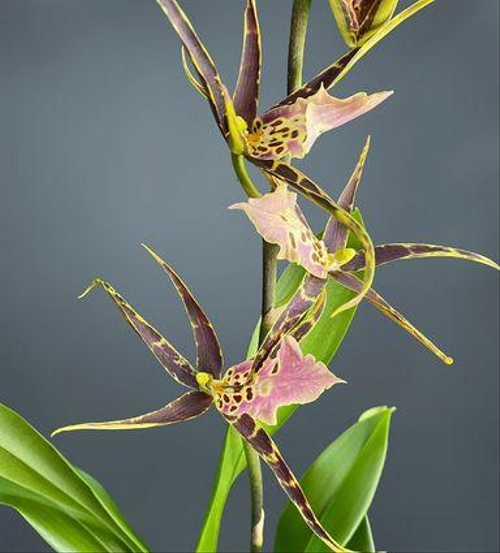 Miltassia Shelob Tolkien Dark