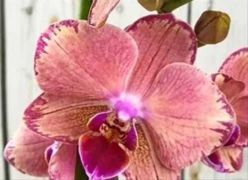 Орхидея фаленопсис Пират пикоте
