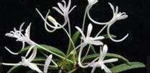 Орхидея Neofinetia falcata aroma в наличии