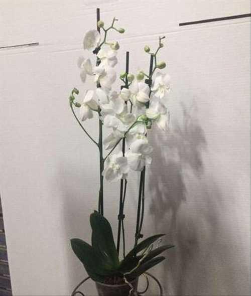 Орхидея фаленопсис биг лип Леонтин белоснежный