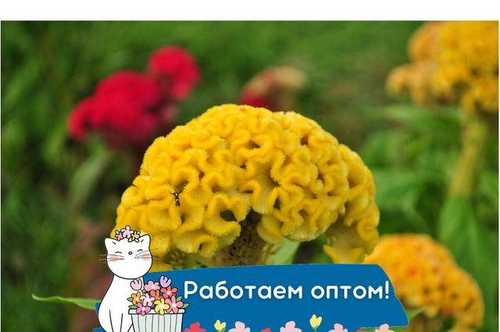 Рассада цветов опт