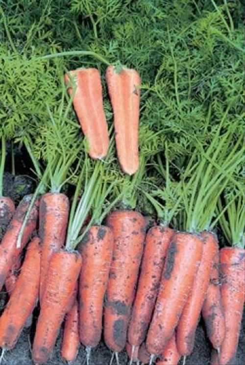 Семена моркови для тяжёлых глинистых почв -Канада