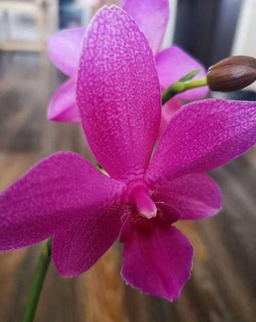 Орхидея фаленопсис pink niagara