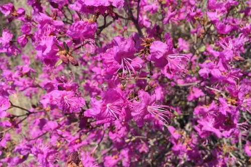 Багульник букеты оптом и в розницу