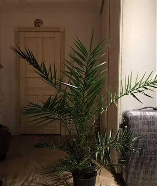 Финиковая пальма, Канарский финик