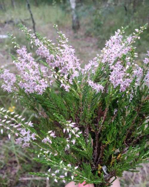 Букетики Вереска обережные