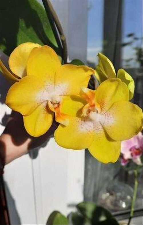 Орхидея фаленопсис Arezzo