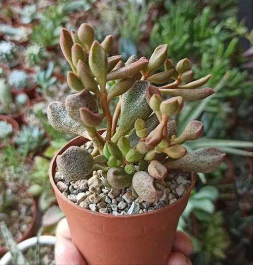 Адромискус (Adromischus marianae f. Alveolatus)