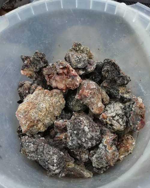 Еловая смола (живица)