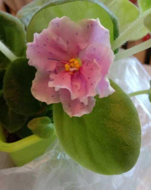 Фиалка Caravan Confetti