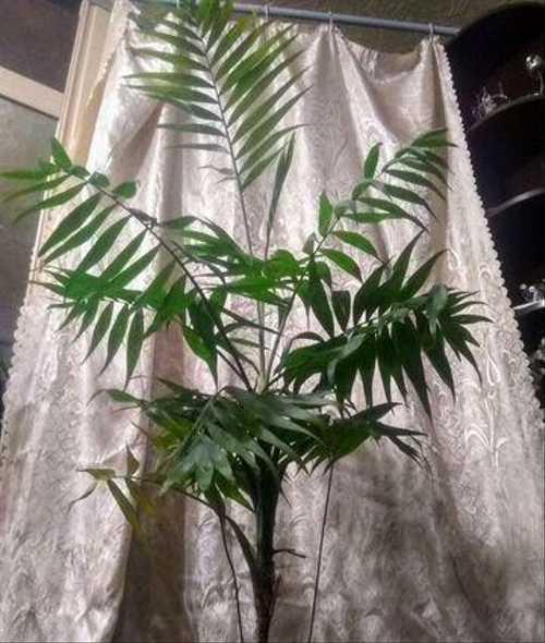 Пальма хамедорея,комнатные растения