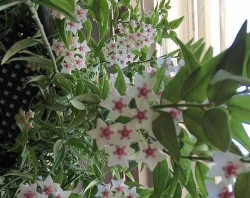 Хоя (комнатное растение)