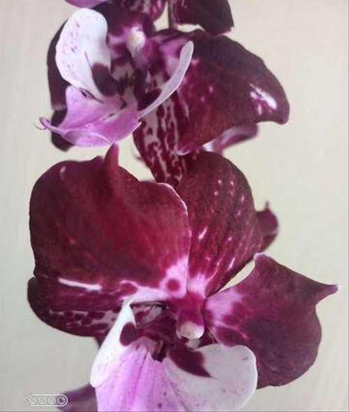 Орхидея фаленопсис Тестовый гибрид