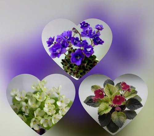 Набор фиалок (детки)