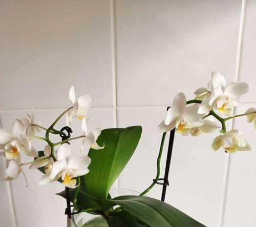 Орхидея фаленопсис мини, белый, детка