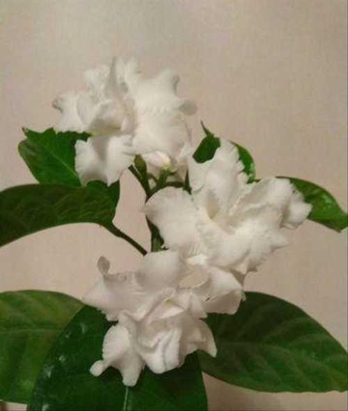 Табернемонтана дивариката