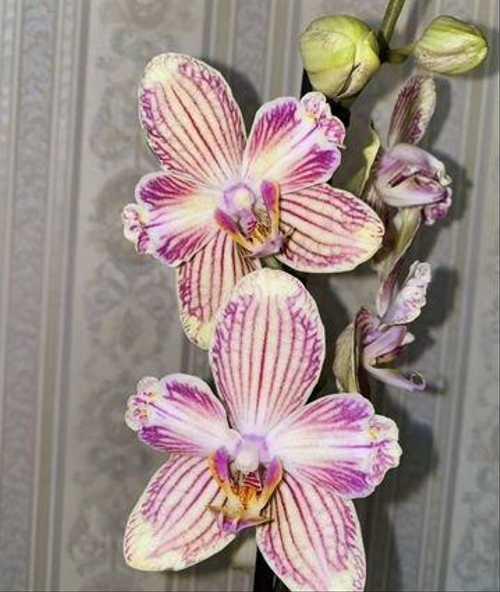Орхидея торино