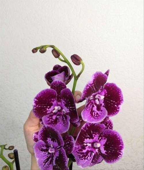 Орхидея фаленопсис Биг лип тёмный
