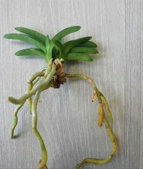 Орхидея Neofinetia falcata Kabutomaru