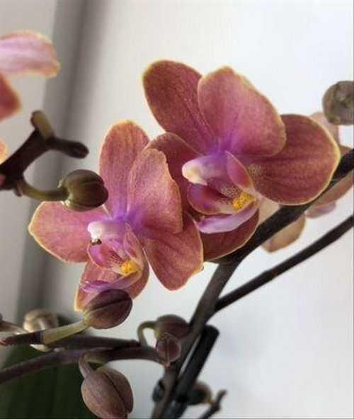 Орхидея фаленопсис ароматная Дасти Бель