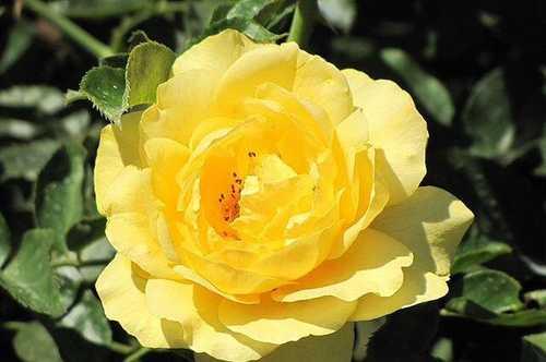 Саженцы роза флорибунда джулия чайлдерс