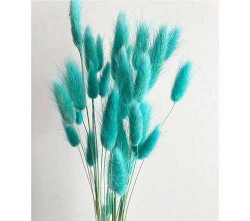 Сухоцветы лагурус