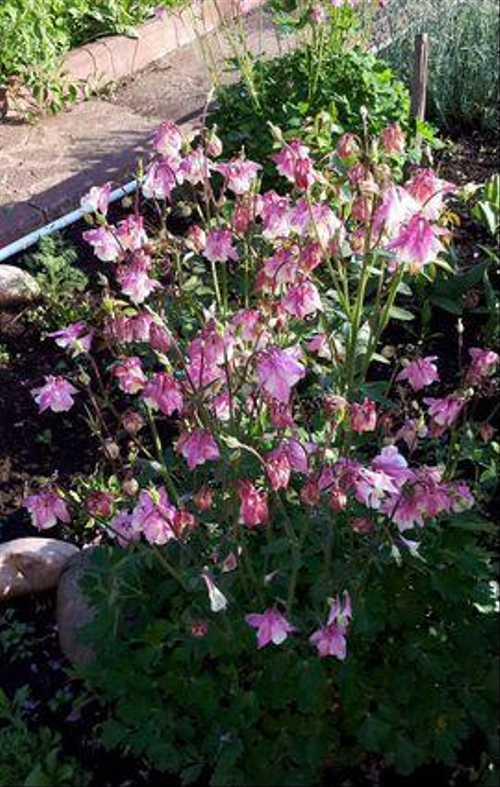 Саженцы многолетних цветов