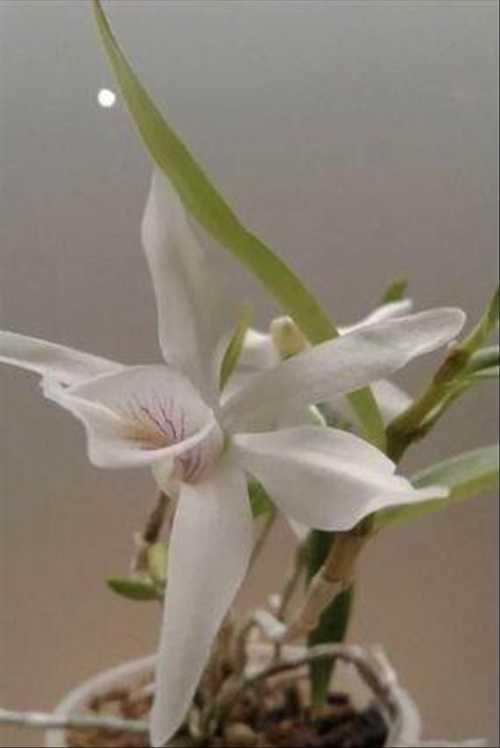 Орхидея Dendrobium Maniliforme Деленка