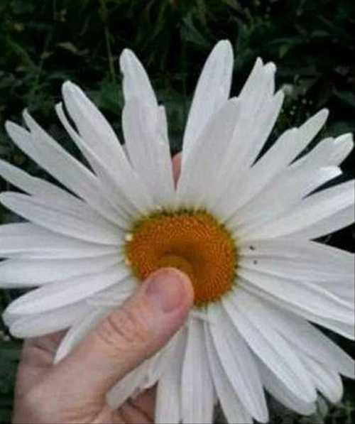 Ромашка крупная