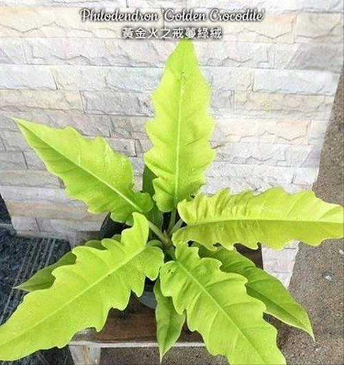 Филодендрон Philodendron 'Golden Crocodile'