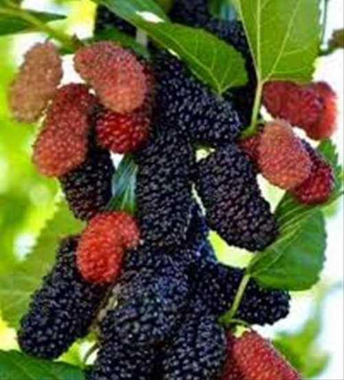 Шелковица черная (тутовник)
