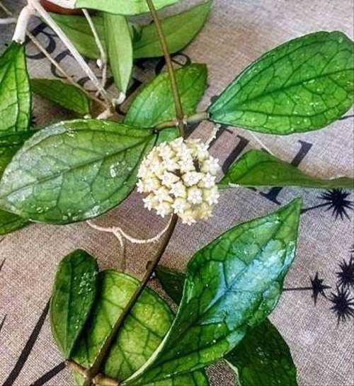 Хойя Германи, Hoya sp.18 Germany