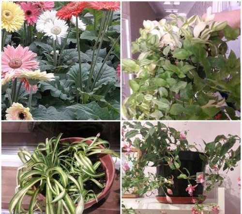 Комнатные цветы, растения для сада