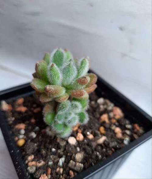 Echeveria setosa Суккулент эхеверия сетоза