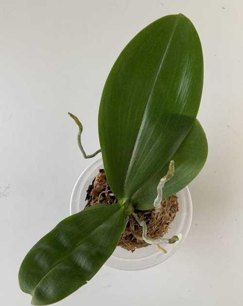 Орхидея Phal. Chienlung Red King