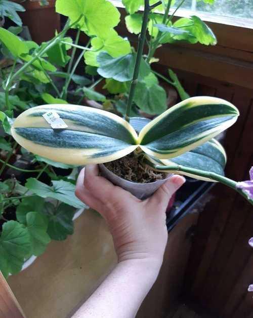 Орхидея фаленопсис Sogo vivien