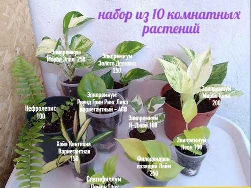 Набор из 10 комнатных растений