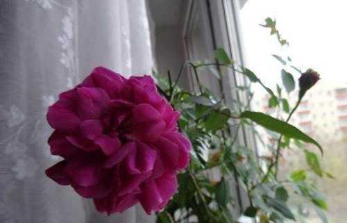 Роза бенгальская цвет розово-малиновая
