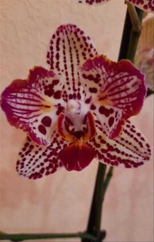 Орхидея Кокетка Бабочка