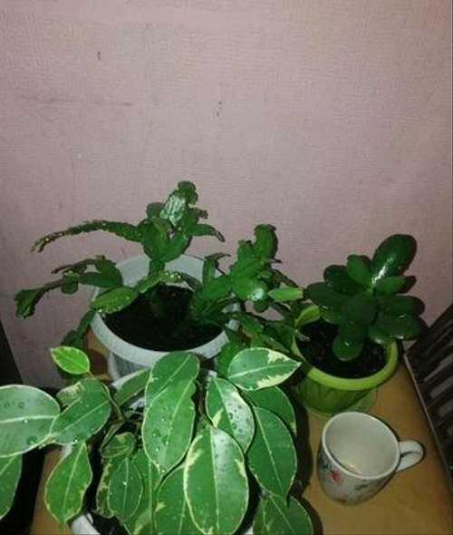 3 комнатных растений