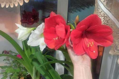 Гиппеаструм красный