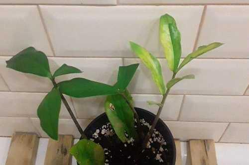Замиокулькас вариегатный (long leaf)