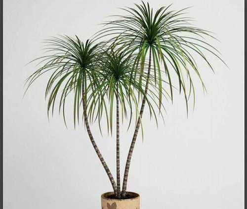 Драцена окаймленная (Dracaena marginata)