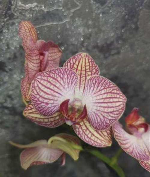 Орхидея фаленопсис ravello