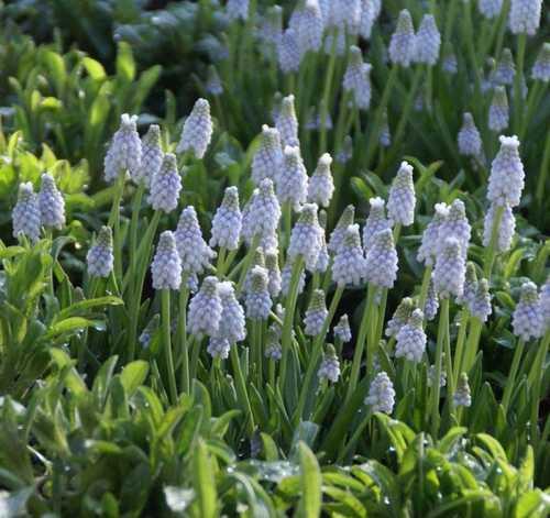 Мускари армянский Пепперминт