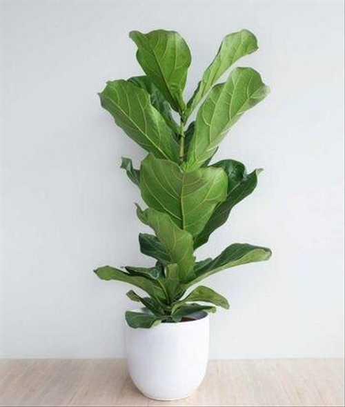 Fiddle Leaf Fig растение