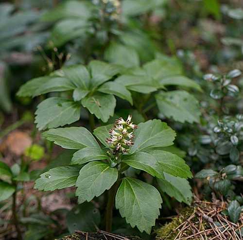 Рachysandra terminalis - Пахизандра верхушечная